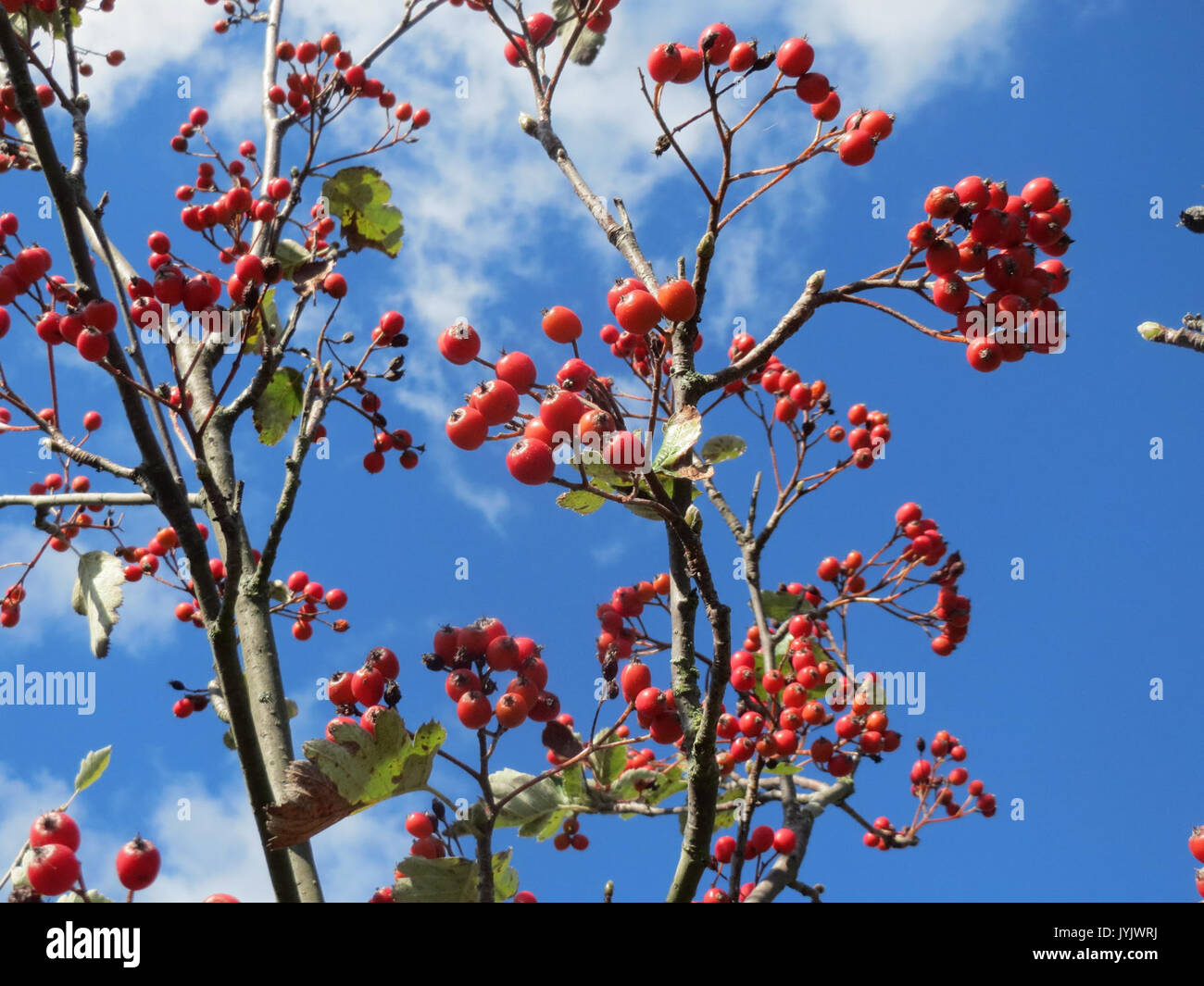 A botanical study of Sorbus intermedia, commonly known as the Swedish ...