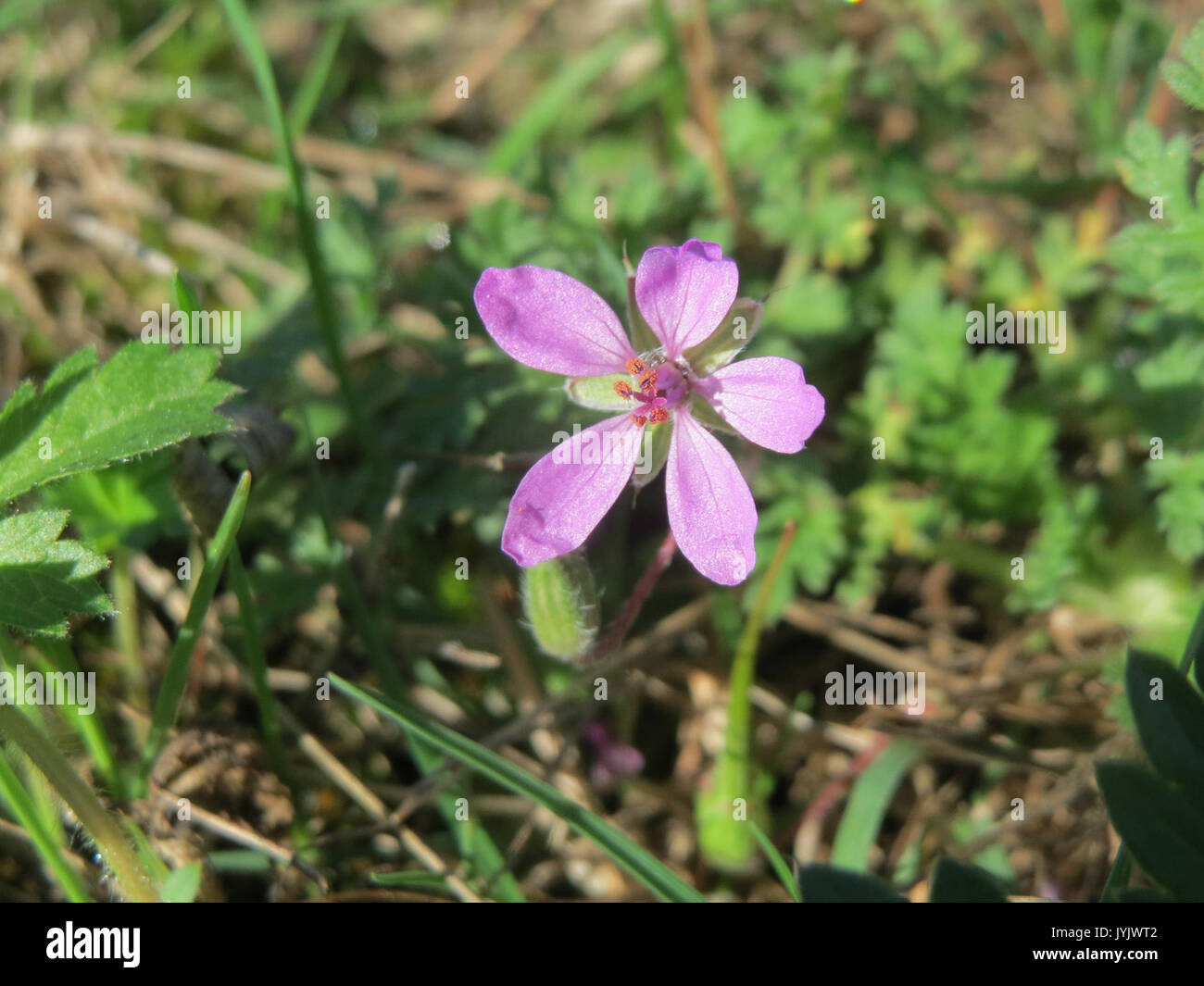 This photograph captures Erodium cicutarium, commonly known as redstem ...