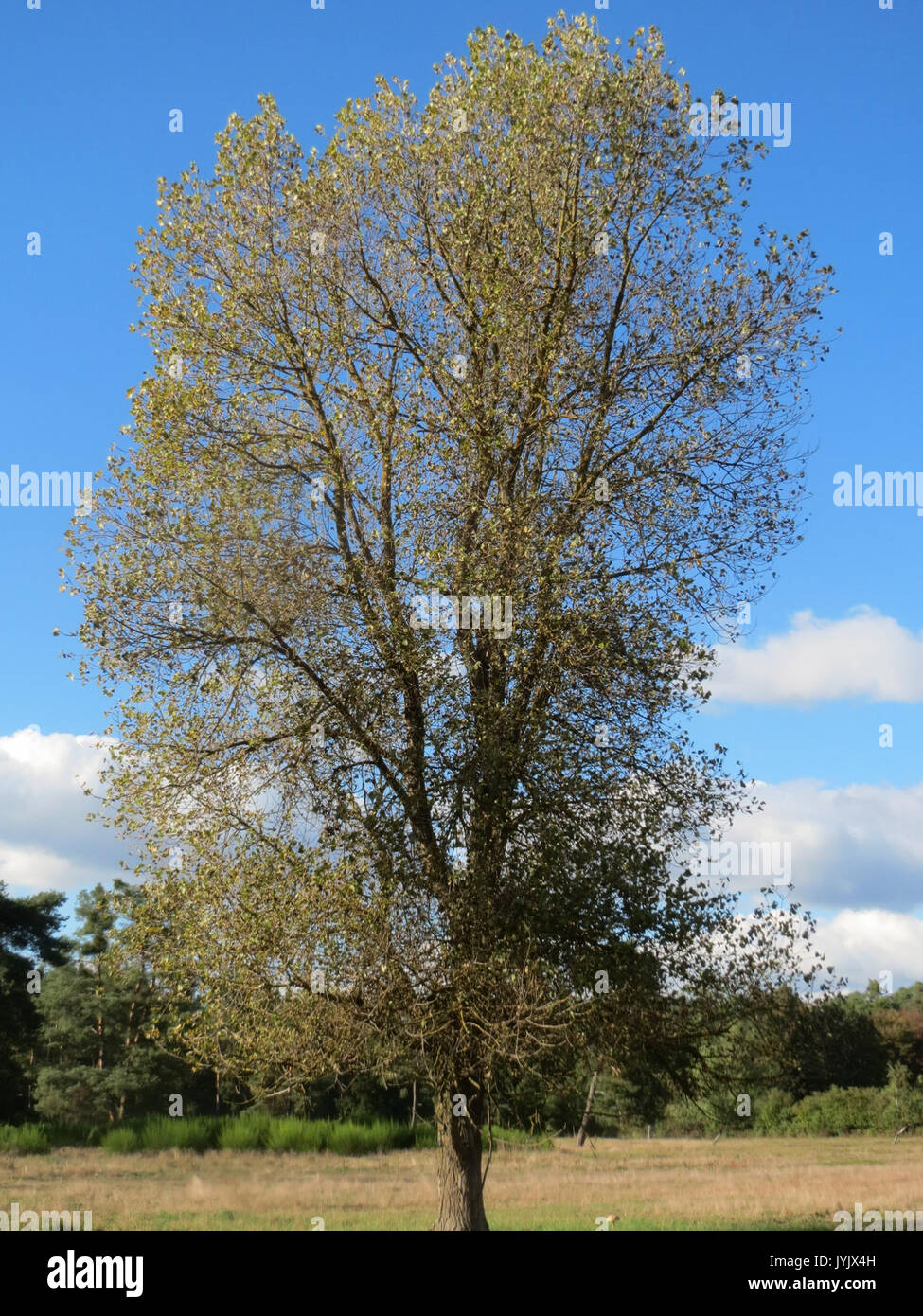 Climate resilient tree hi-res stock photography and images - Alamy