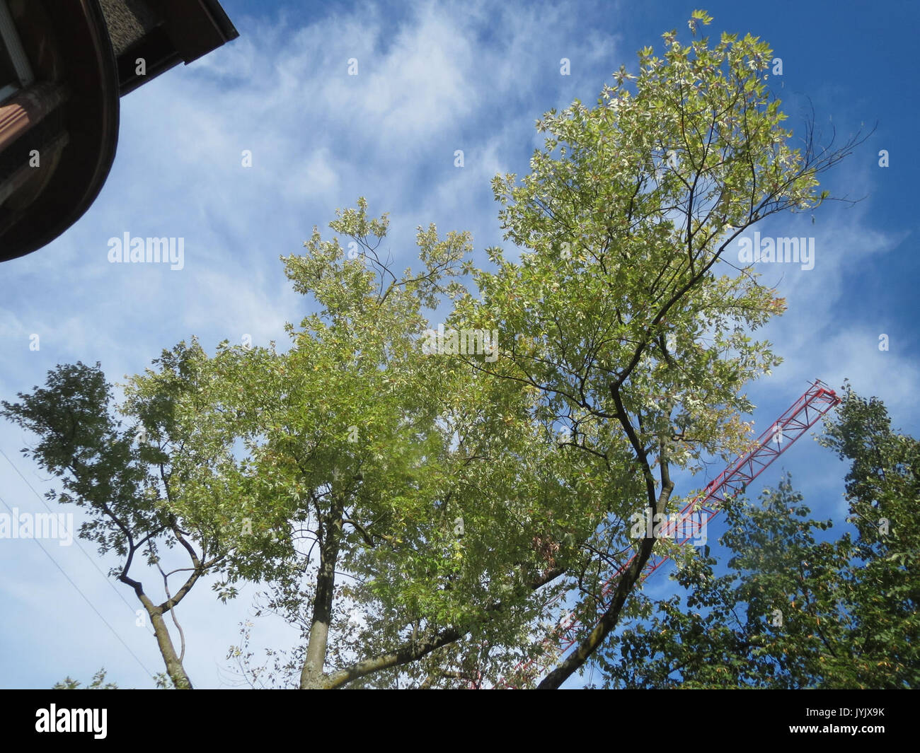 Maple leaf anatomy hi-res stock photography and images - Alamy