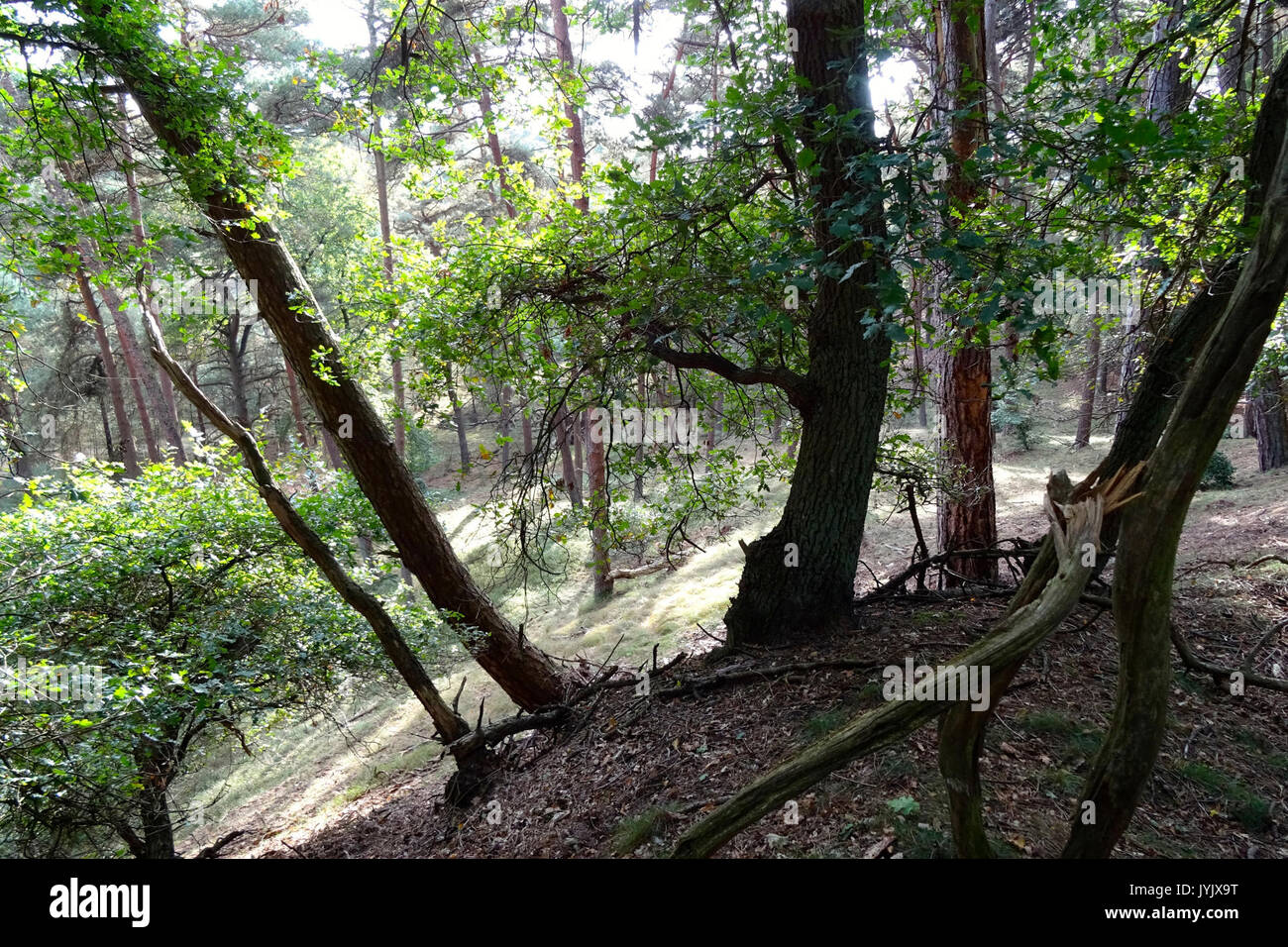 Steile hi-res stock photography and images - Alamy