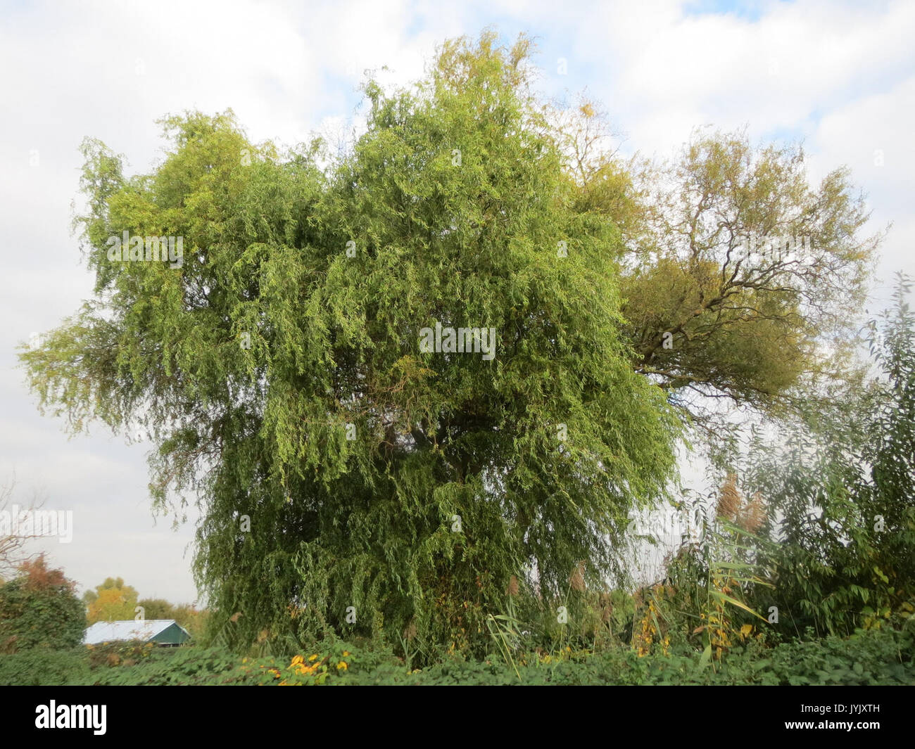 20161026Salix matsudana tortuosa1 Stock Photo - Alamy
