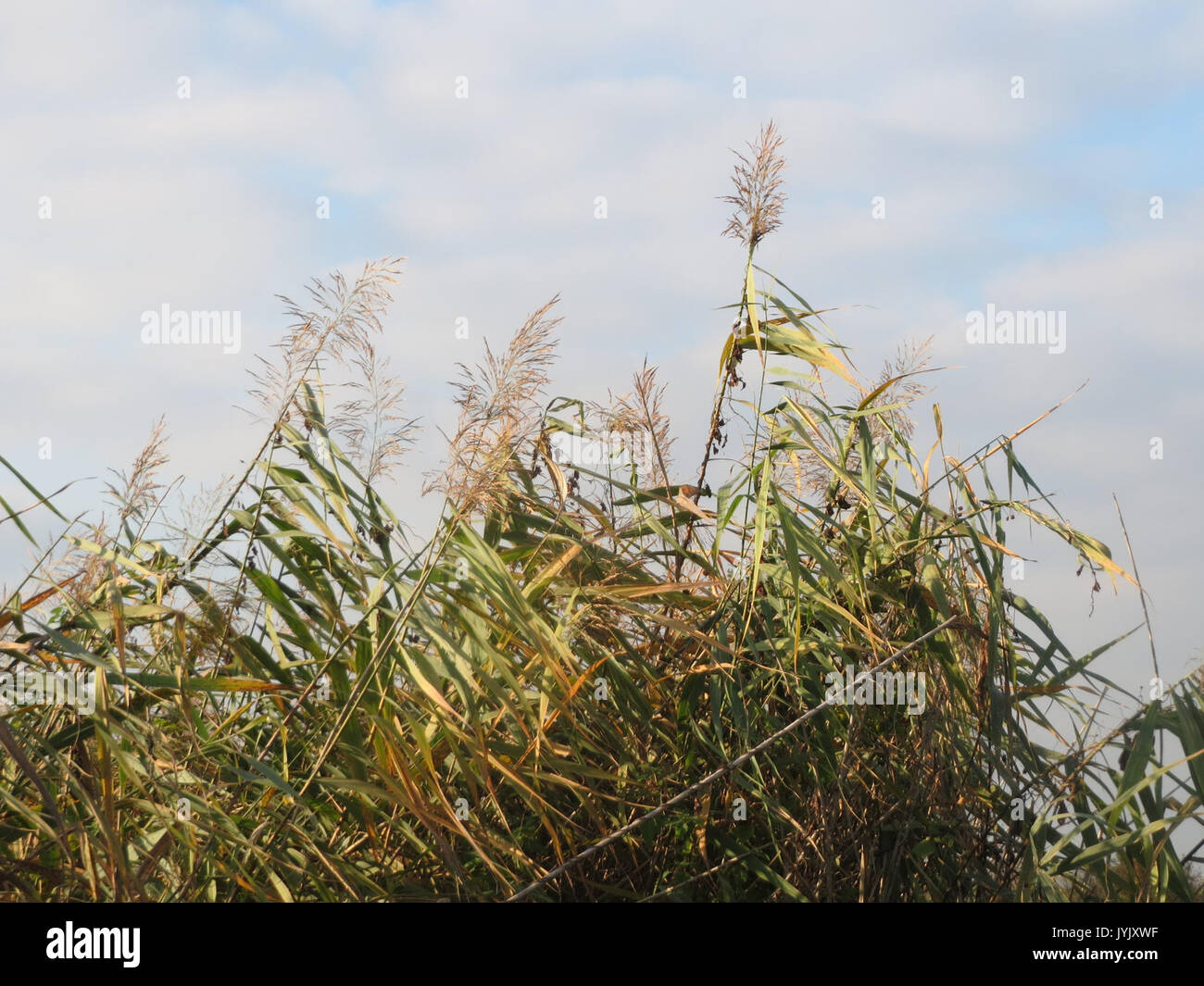 Common reed invasive plant species hi-res stock photography and images ...