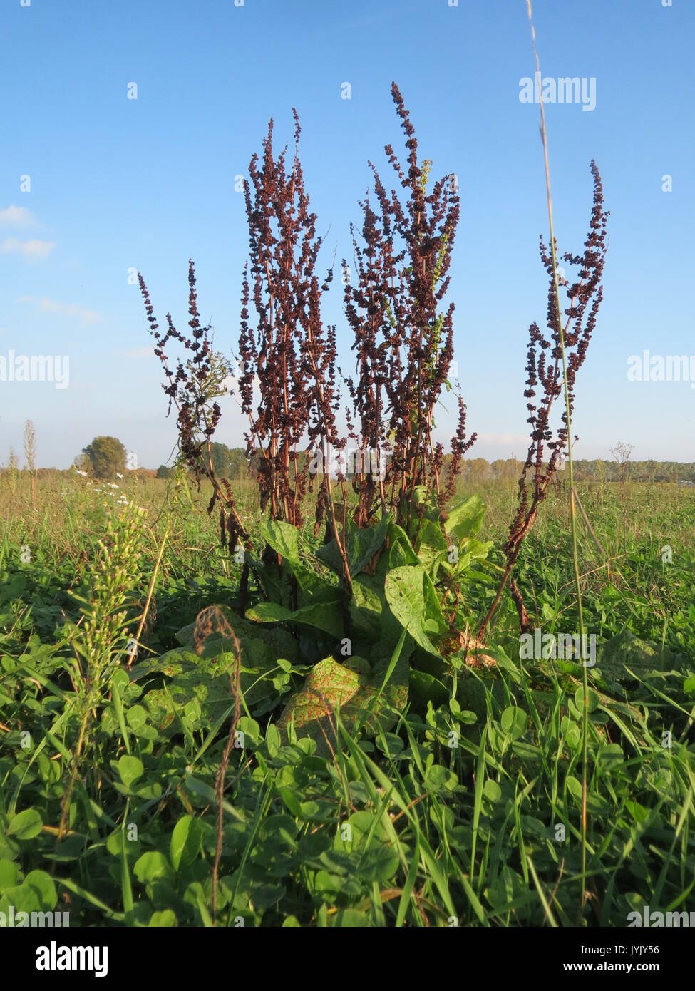 Botanical illustration of rumex obtusifolius hi-res stock photography ...