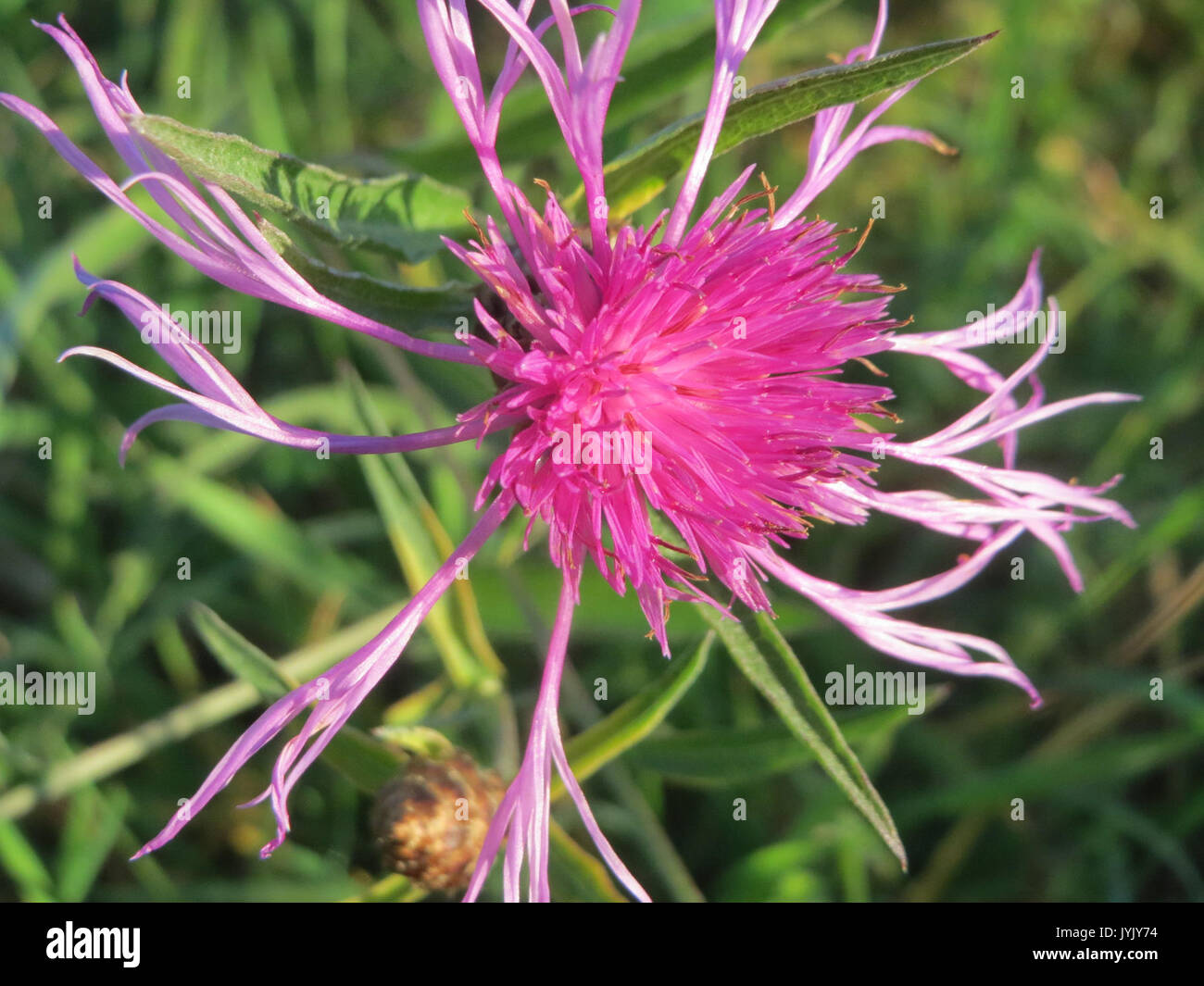 Botanical drawing knapweed hi-res stock photography and images - Alamy