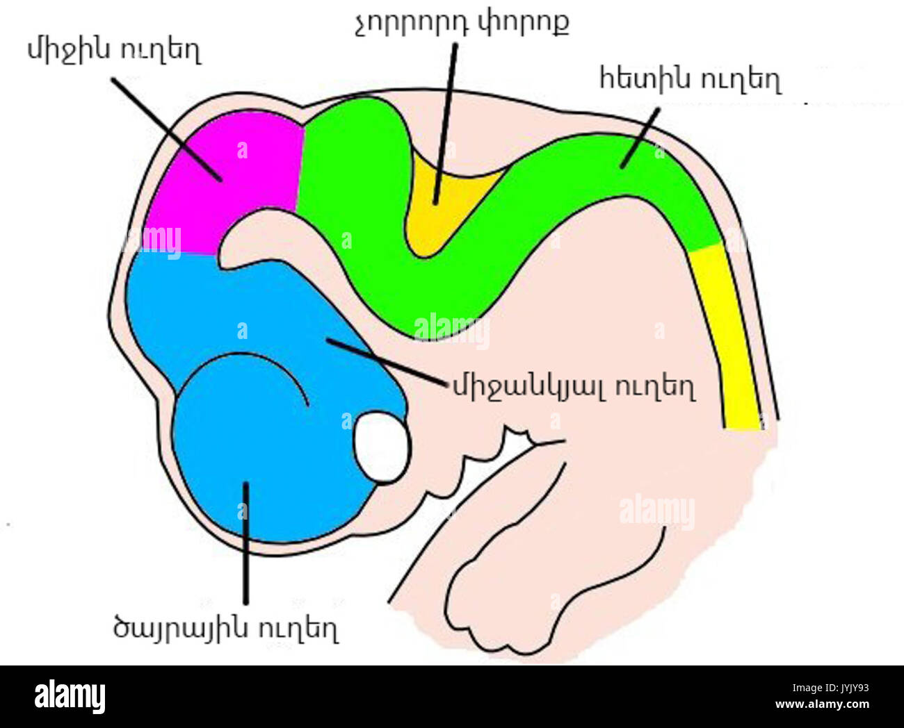 6 week embryo brain hy Stock Photo - Alamy