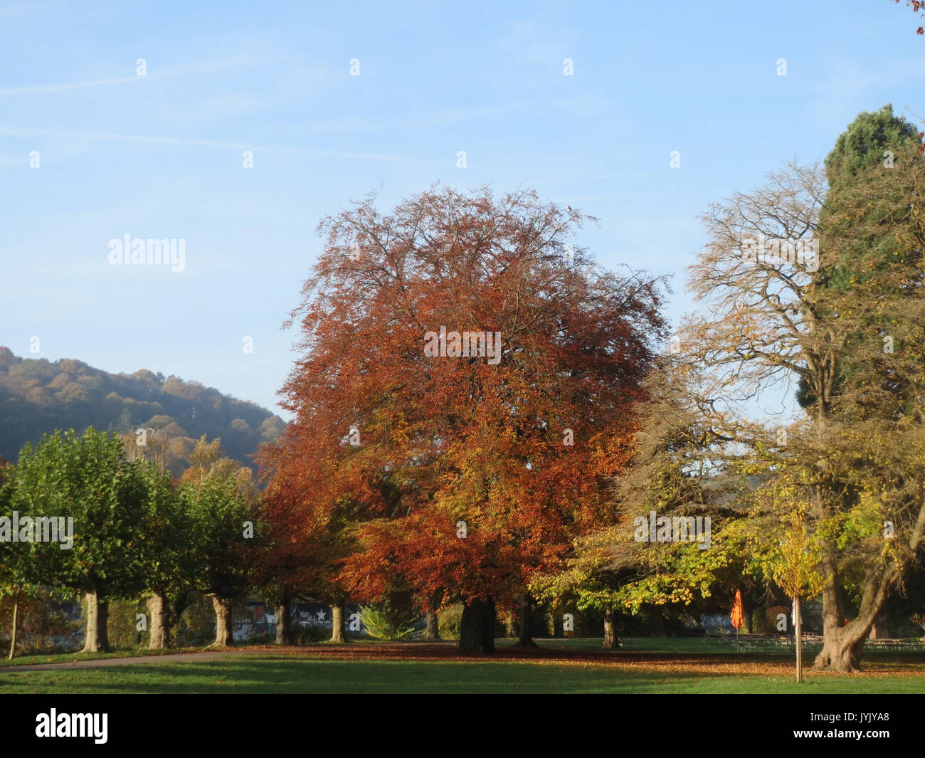 Fagus sylvatica purpurea cultivar hi-res stock photography and images ...