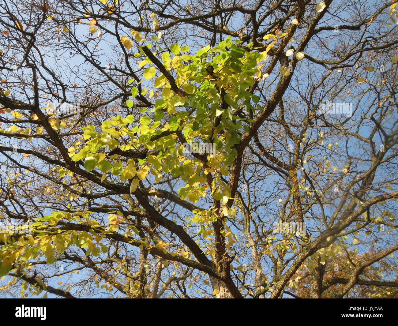 Turkish hazel leaf hi-res stock photography and images - Alamy