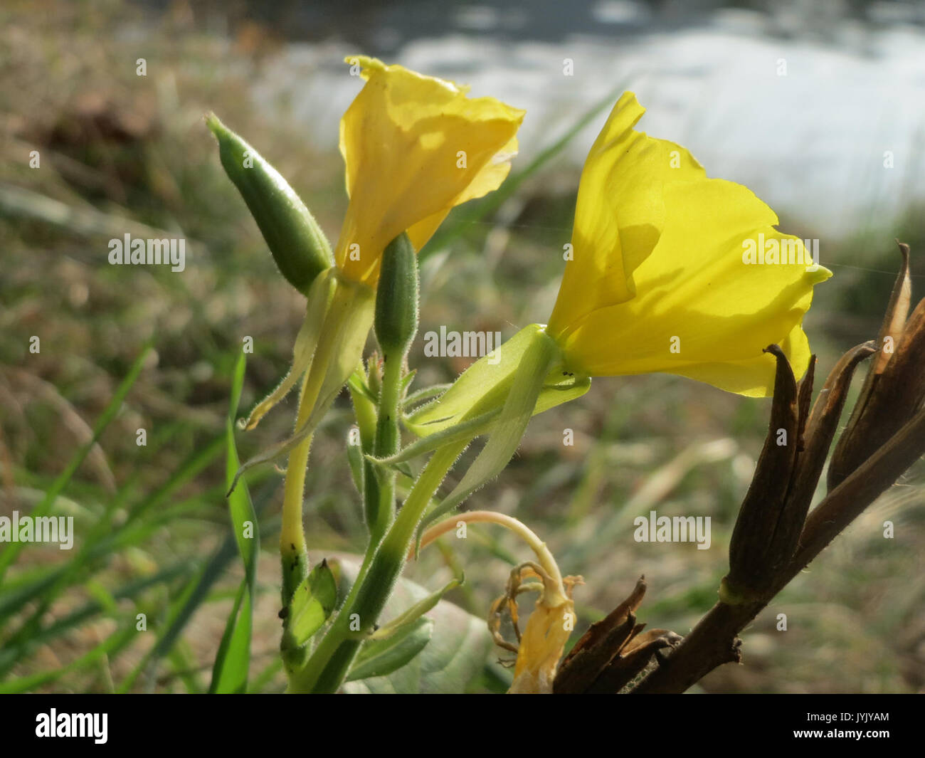 This botanical illustration depicts Oenothera biennis, commonly known ...