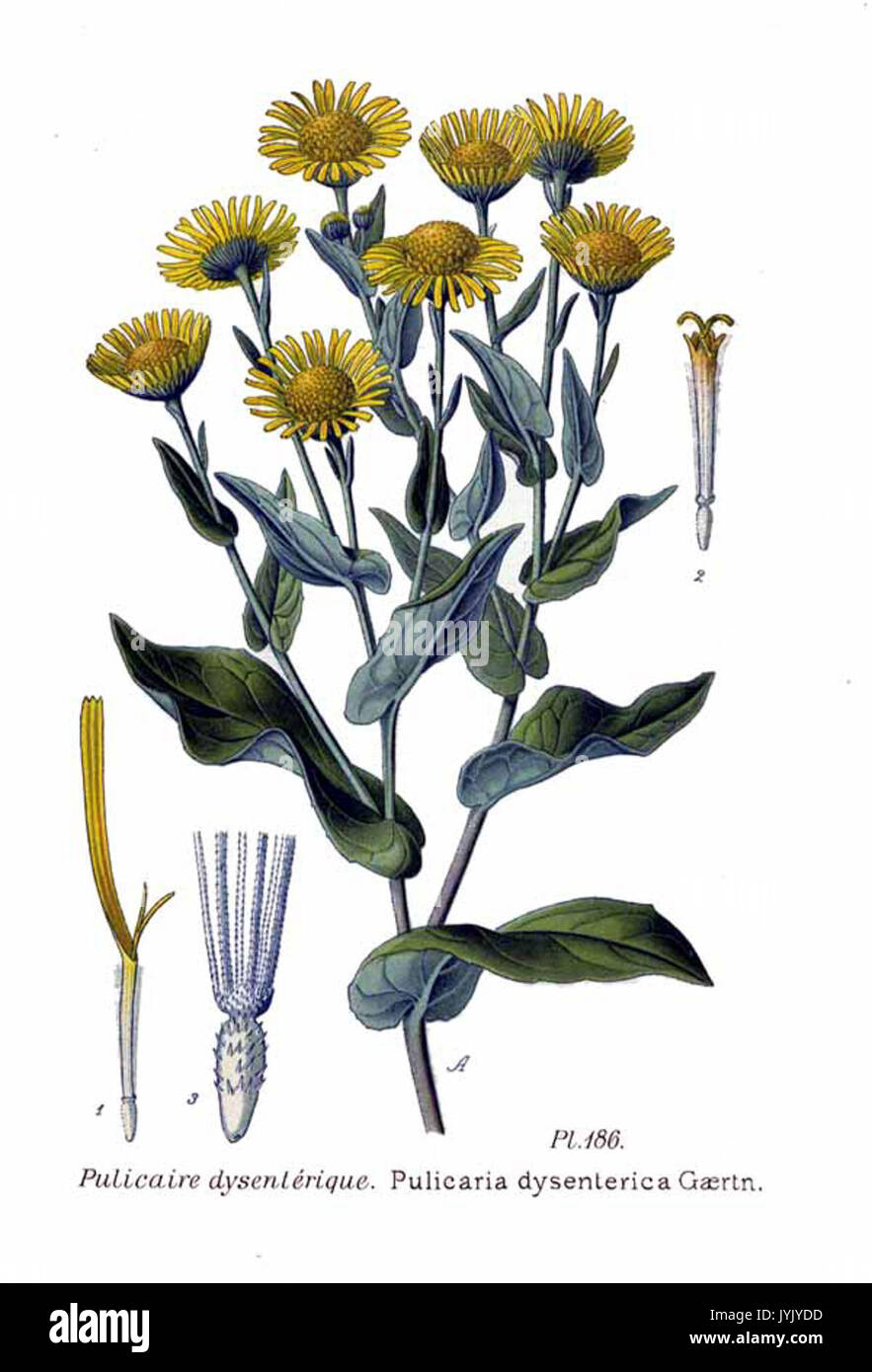 Pulicaria dysenterica botanical illustration Cut Out Stock Images ...