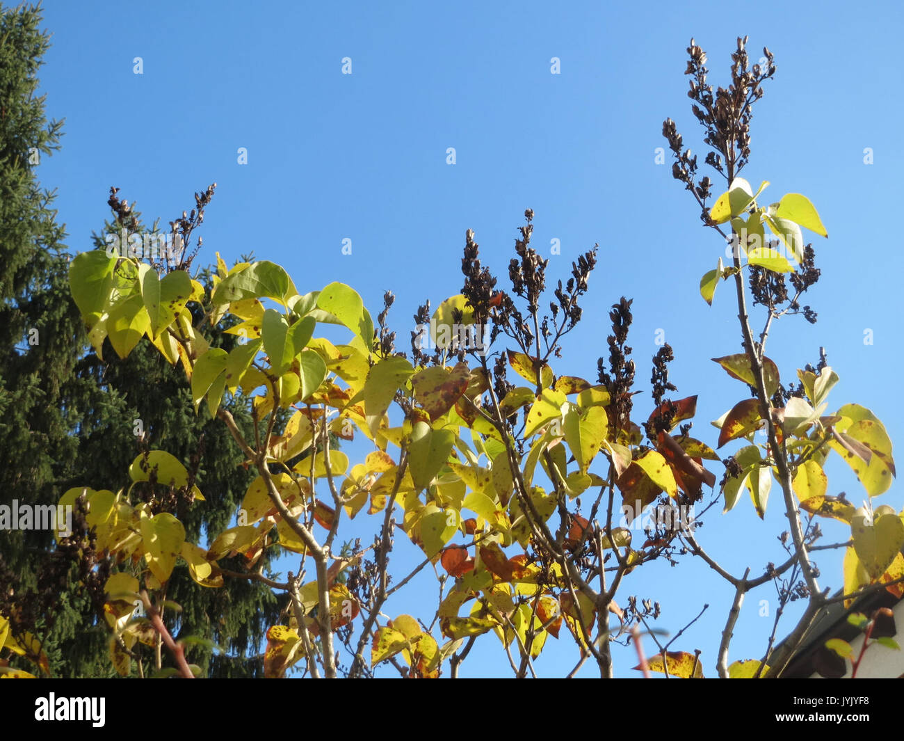 Syringa vulgaris flowering shrubs fragrant hi-res stock photography and ...