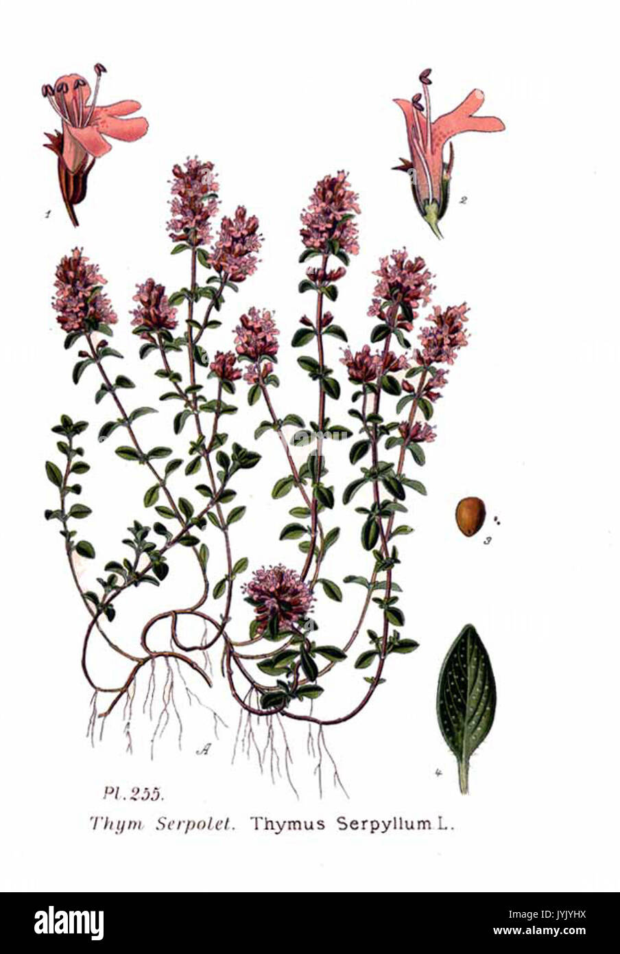 Creeping thyme thymus serpyllum Cut Out Stock Images & Pictures - Alamy