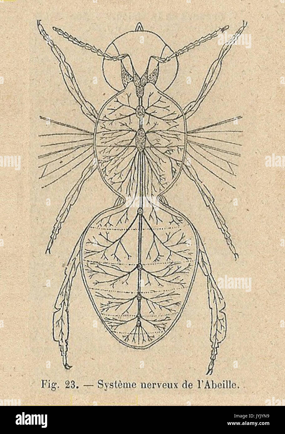 Acloque hi-res stock photography and images - Alamy