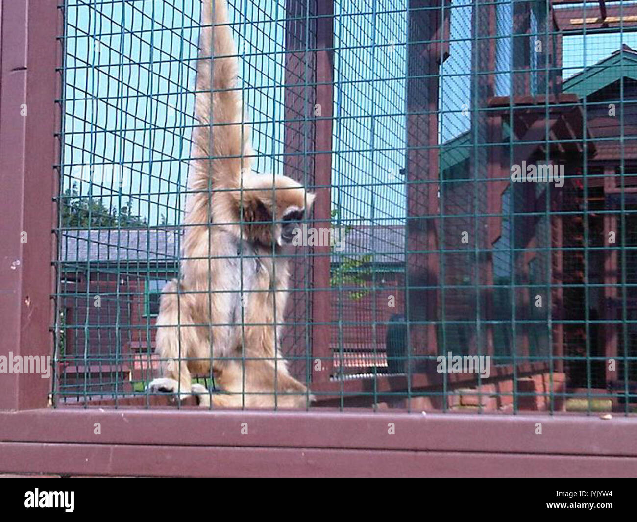 Brachiation primate hi-res stock photography and images - Alamy