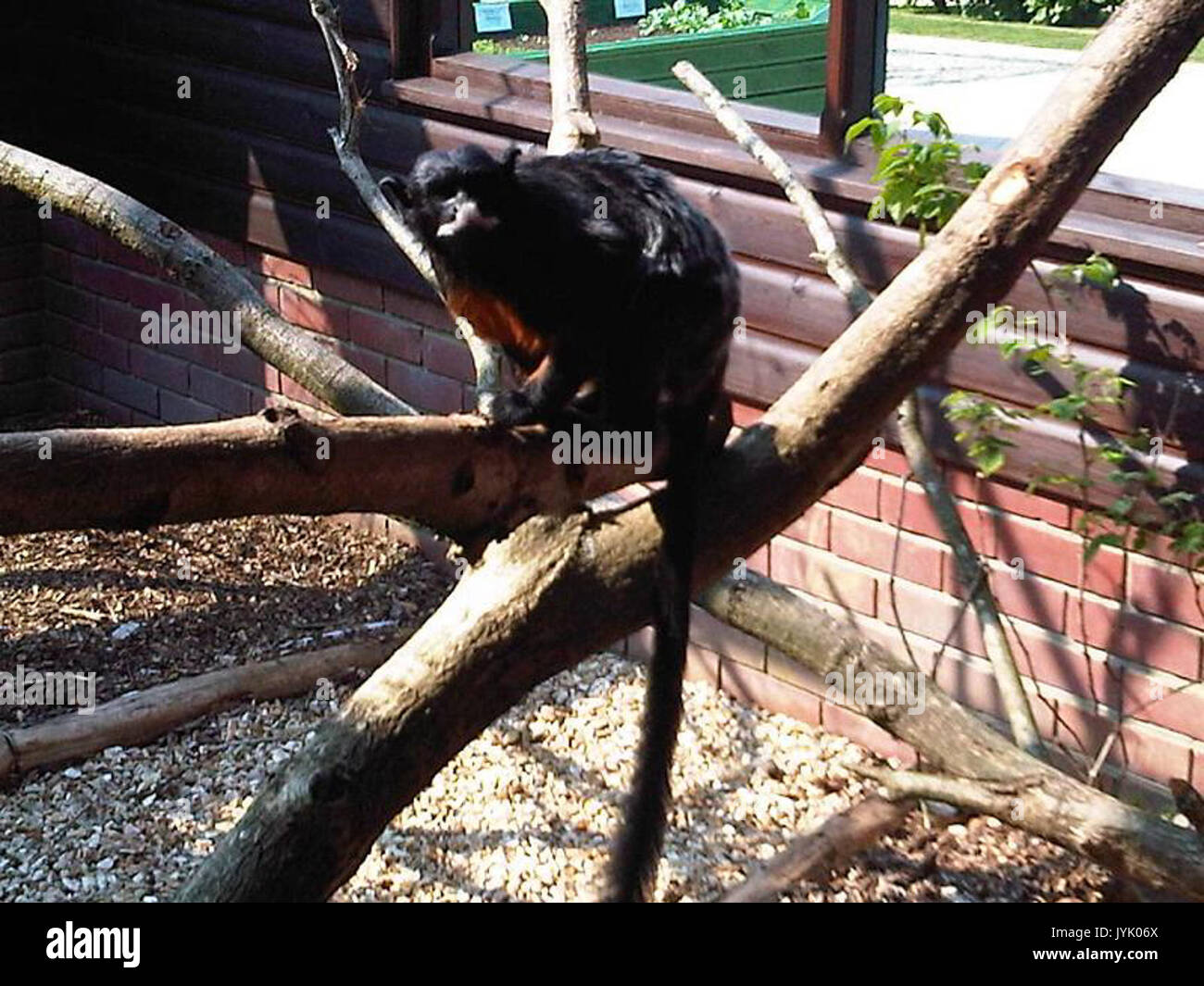 Labiatus hi-res stock photography and images - Alamy