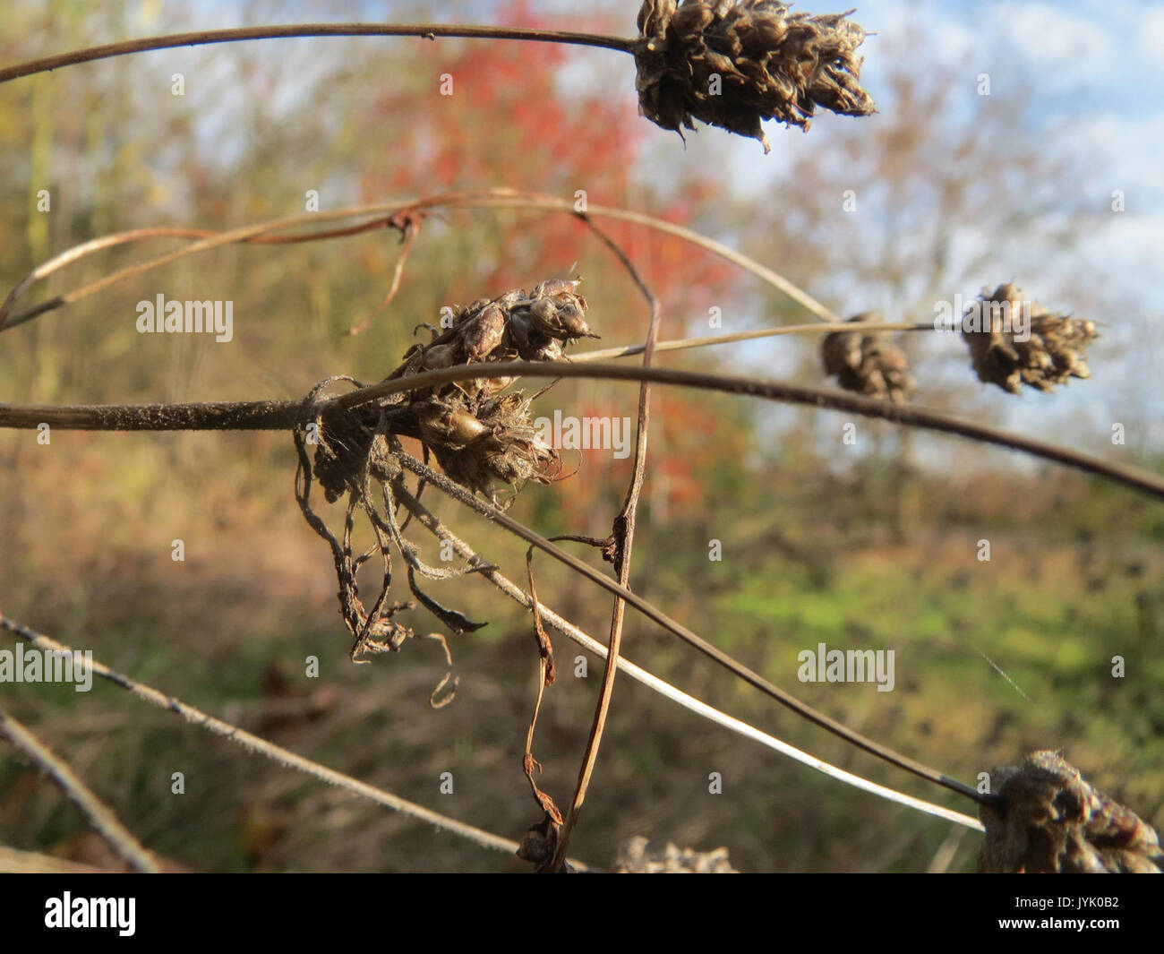 Plantain roots hi-res stock photography and images - Alamy