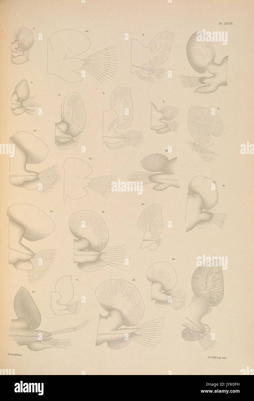 Annelids hi-res stock photography and images - Alamy