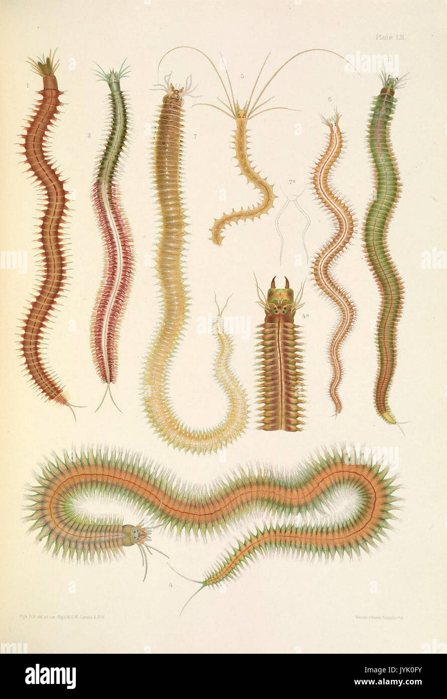 Annelida Marine