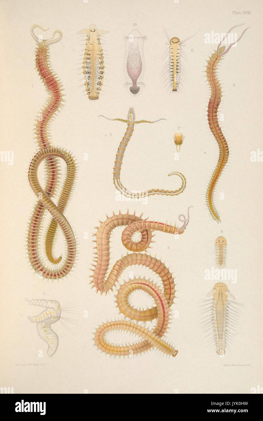 Annelids hi-res stock photography and images - Alamy