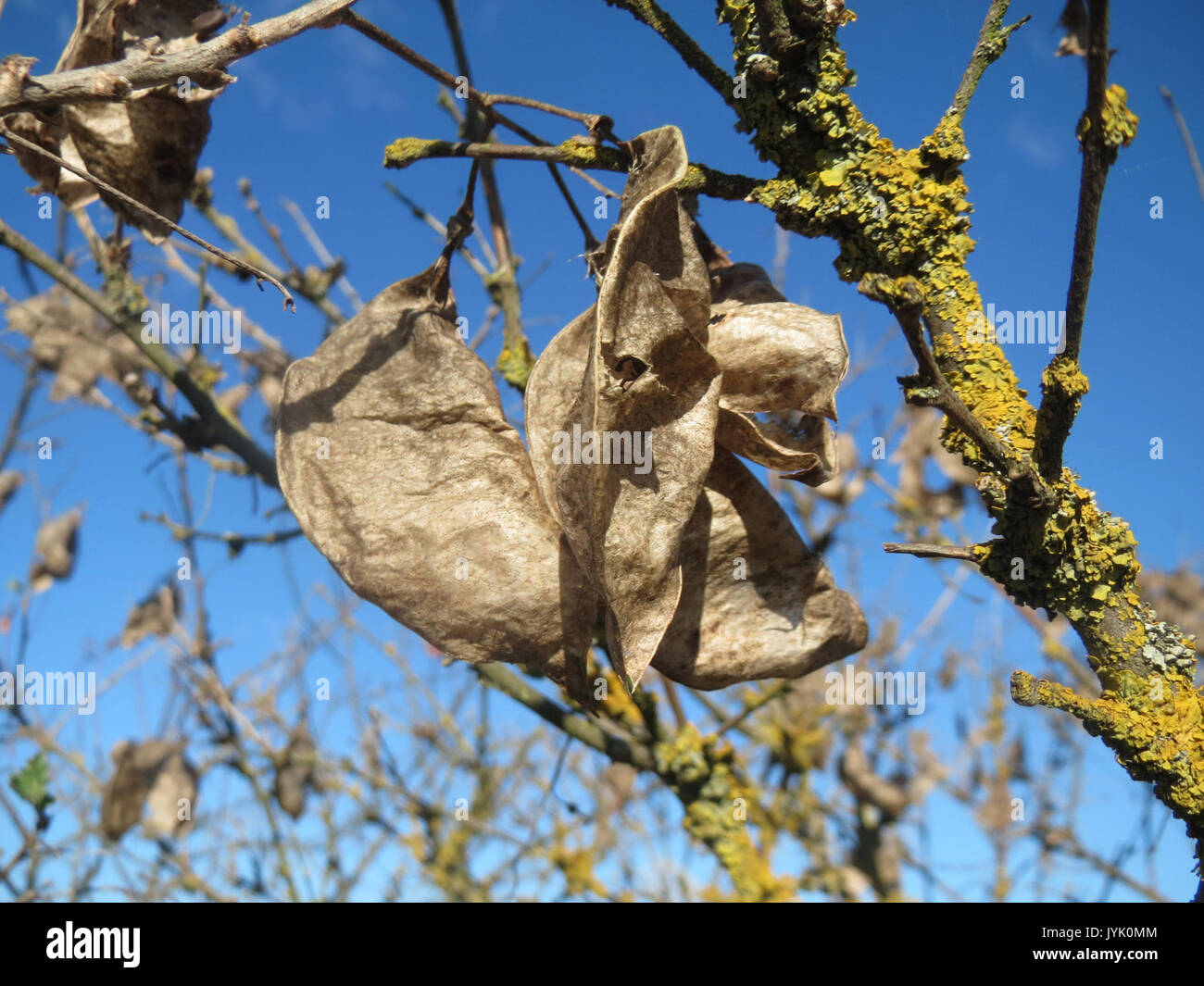 Colutea arborescens tree bladder hi-res stock photography and images ...