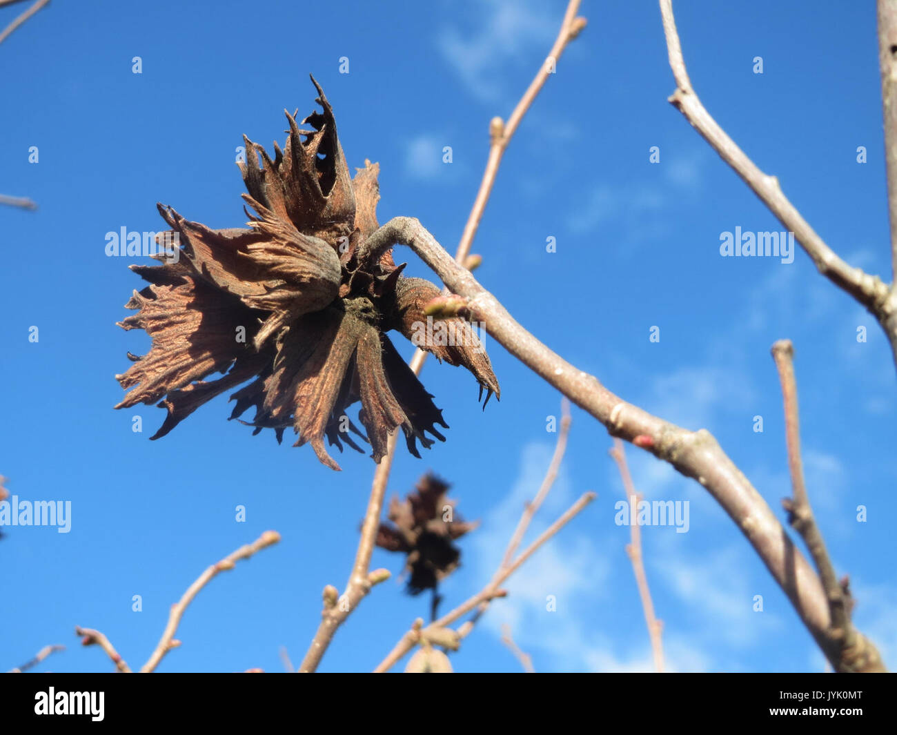 This image showcases the Corylus avellana, commonly known as the ...