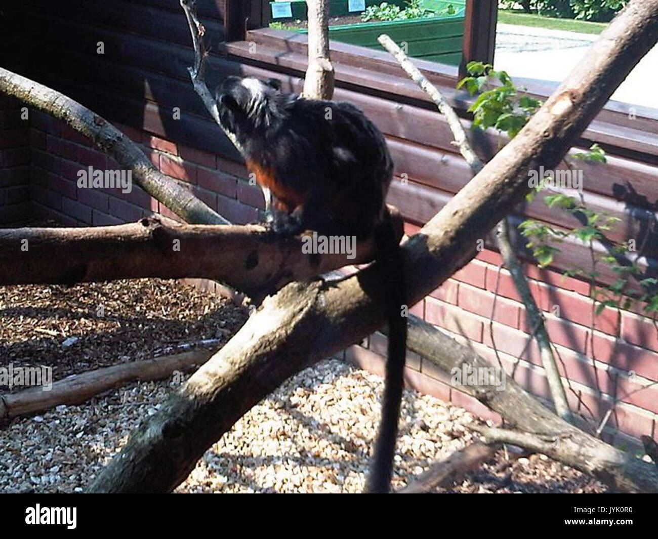 Labiatus hi-res stock photography and images - Alamy