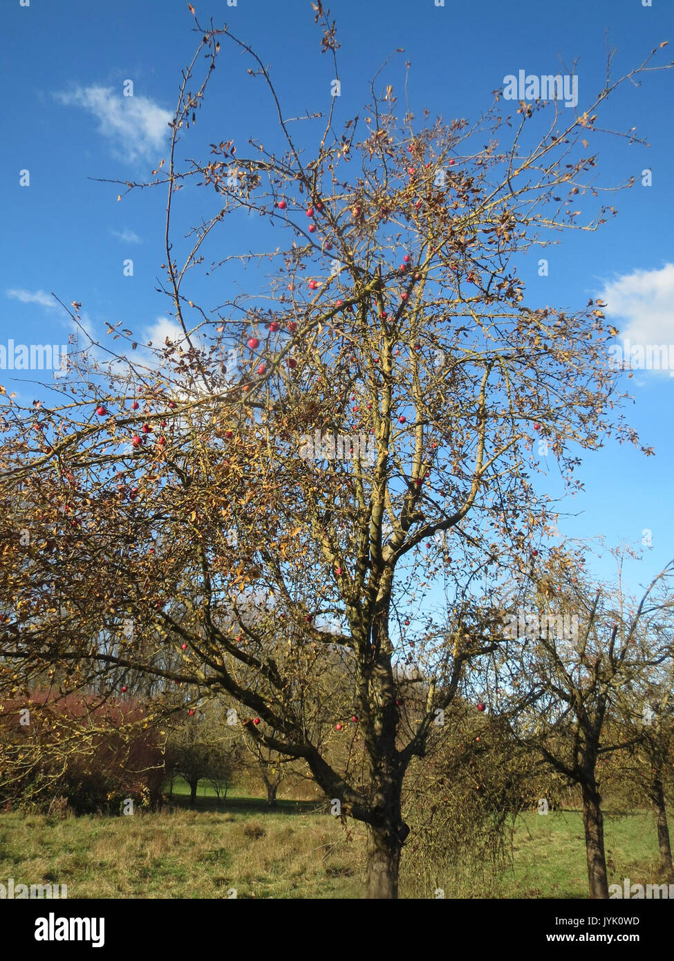 This image shows Malus domestica, commonly known as the apple tree. The ...