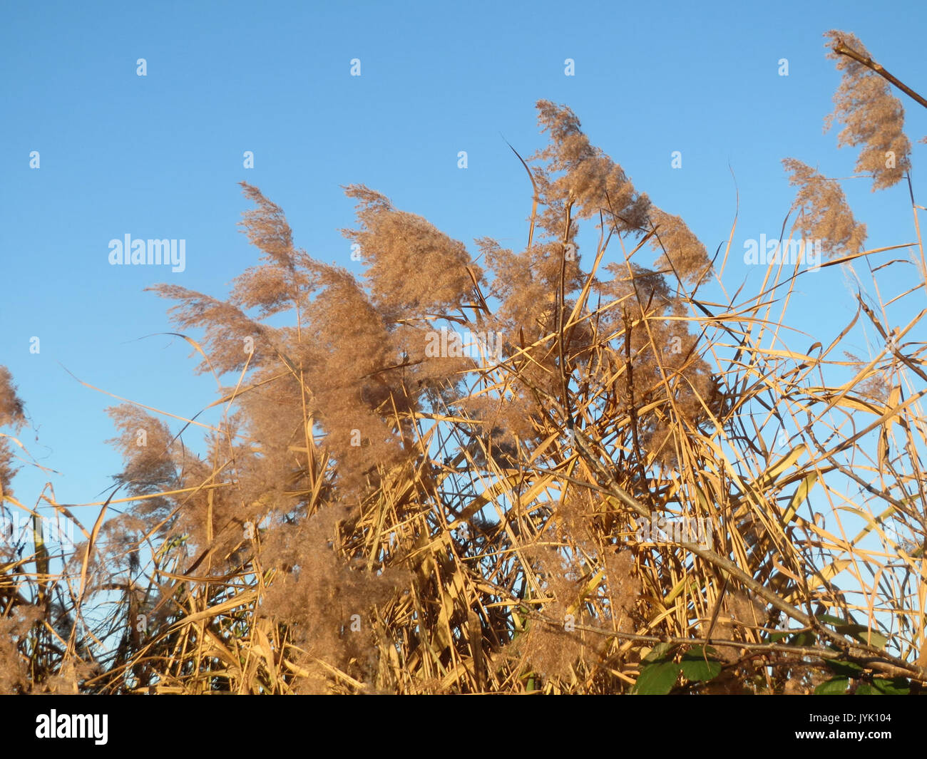 Common reed invasive plant species hi-res stock photography and images ...