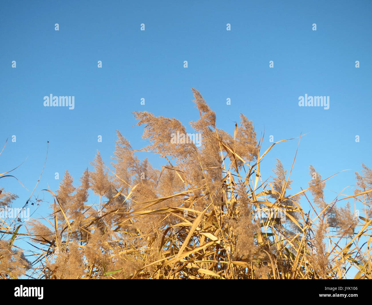 Common reed invasive plant species hi-res stock photography and images ...