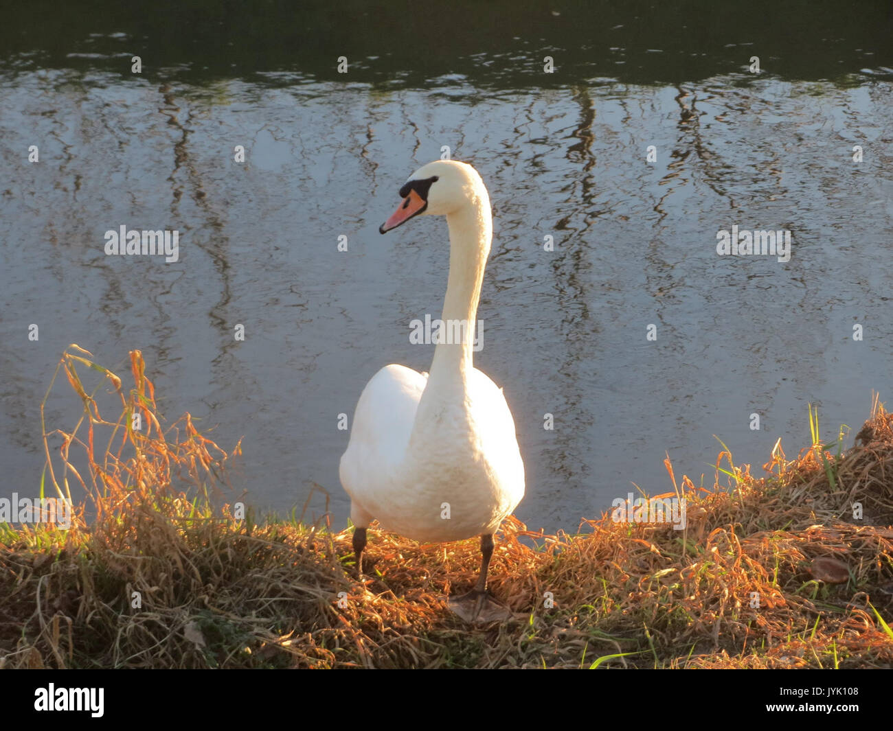 Wild swan identification hi-res stock photography and images - Alamy