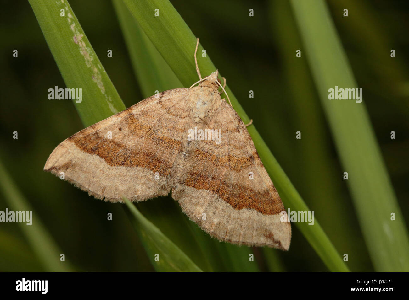 Barred moth species hi-res stock photography and images - Alamy