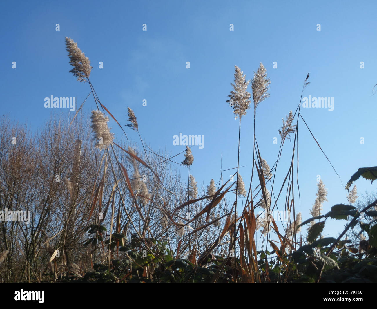 Common reed invasive plant species hi-res stock photography and images ...