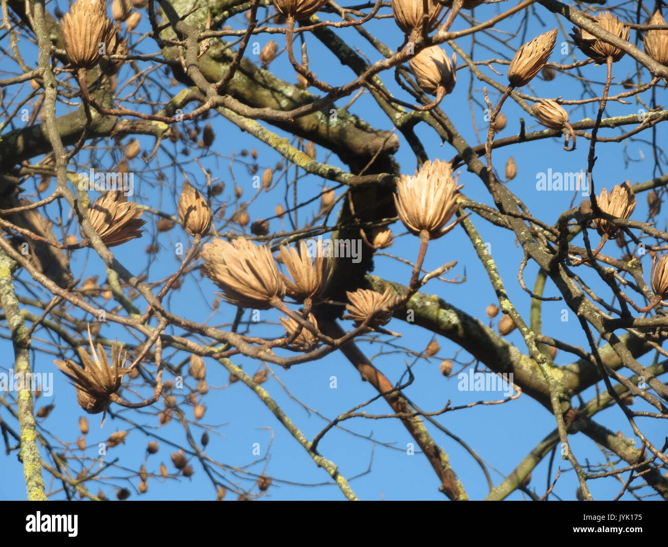 Forest american tulip tree hi-res stock photography and images - Alamy