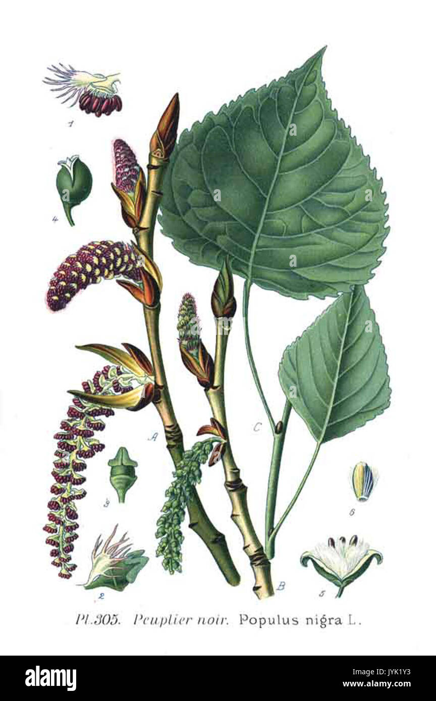 Populus nigra illustration hi-res stock photography and images - Alamy