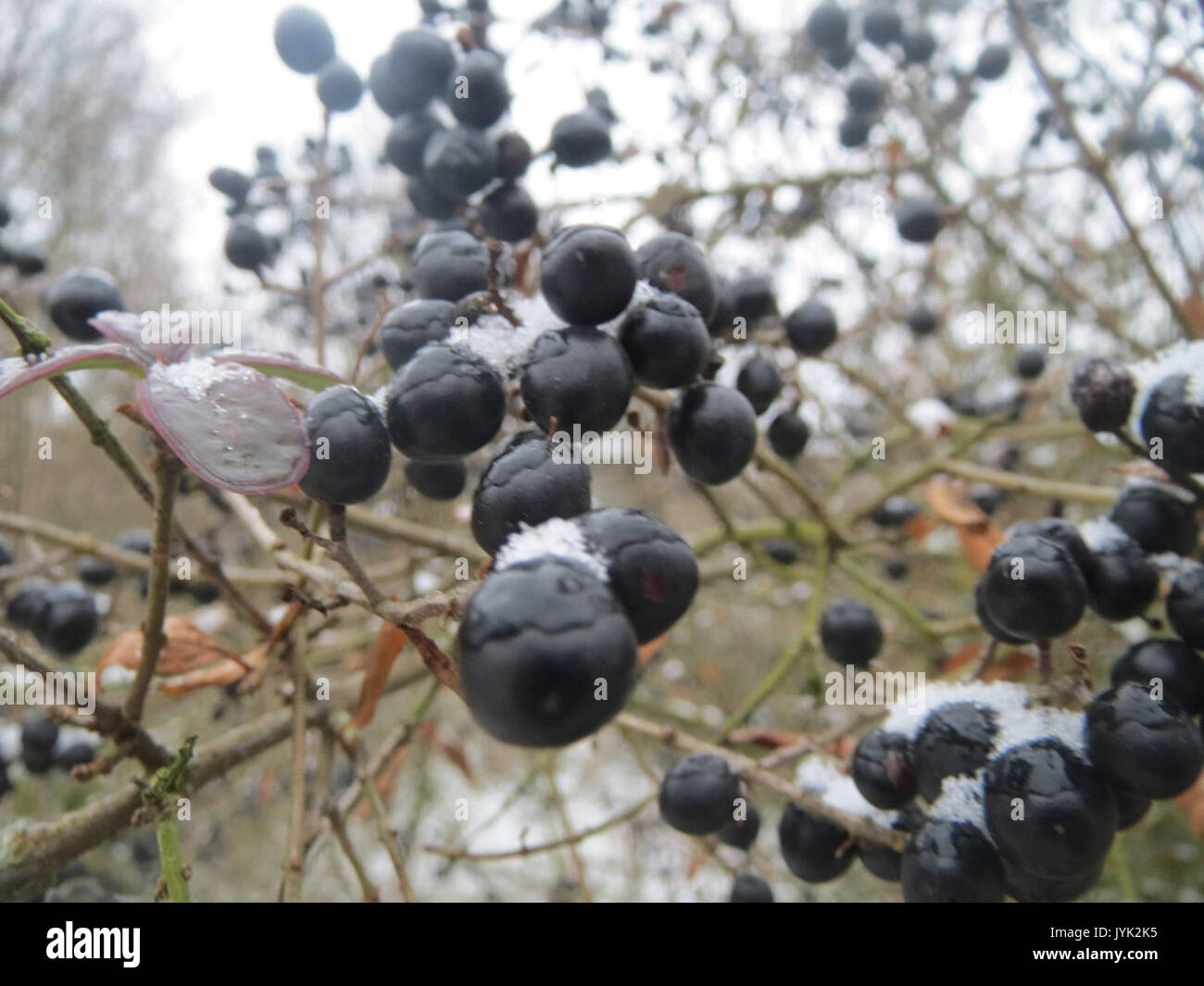 Hedging plant species hi-res stock photography and images - Alamy