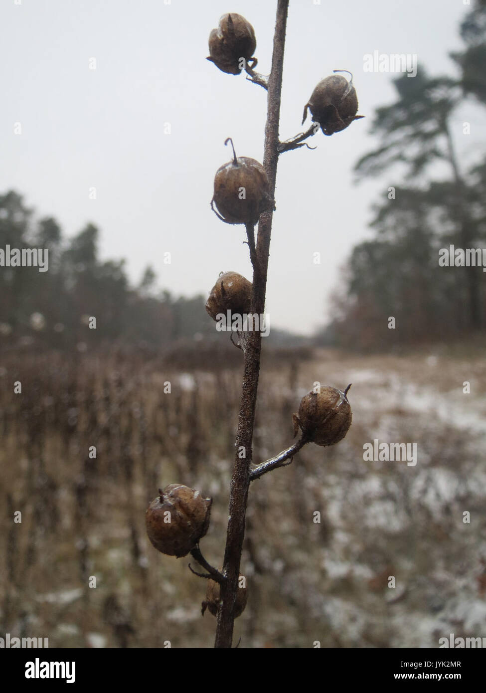 Drawing of figwort hi-res stock photography and images - Alamy