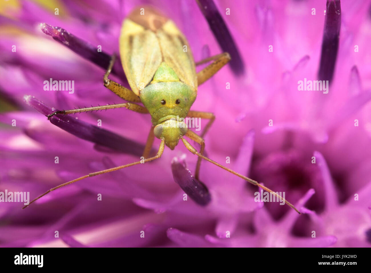 Nectar feeding insect hi-res stock photography and images - Alamy