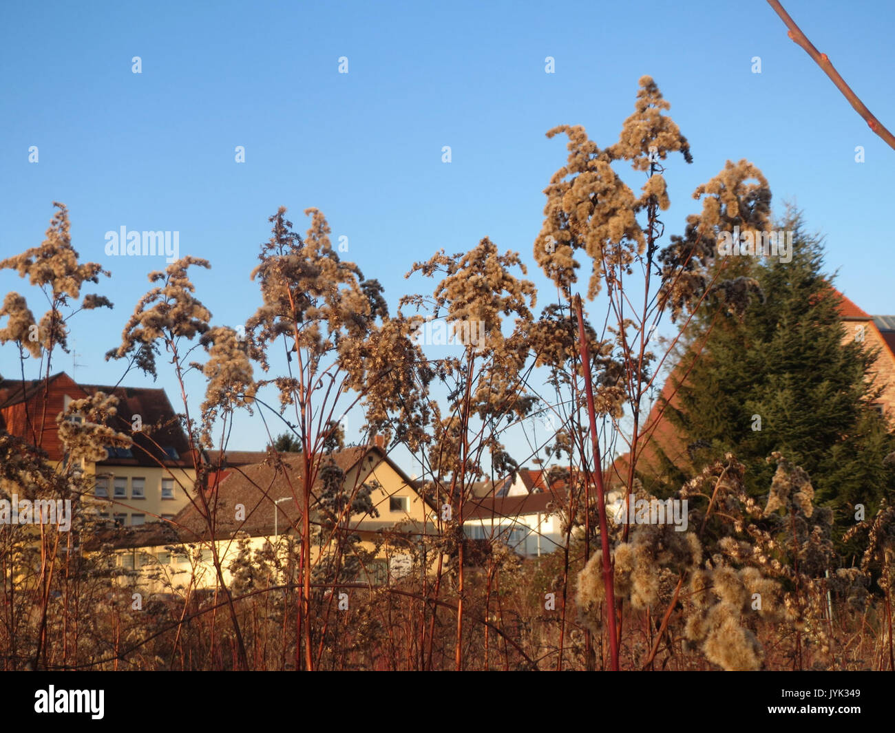 Invasive plant solidago canadensis hi-res stock photography and images ...
