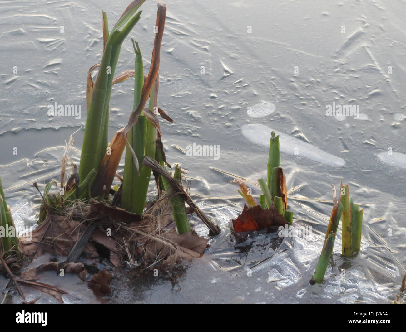 Wetland plant communities hi-res stock photography and images - Alamy