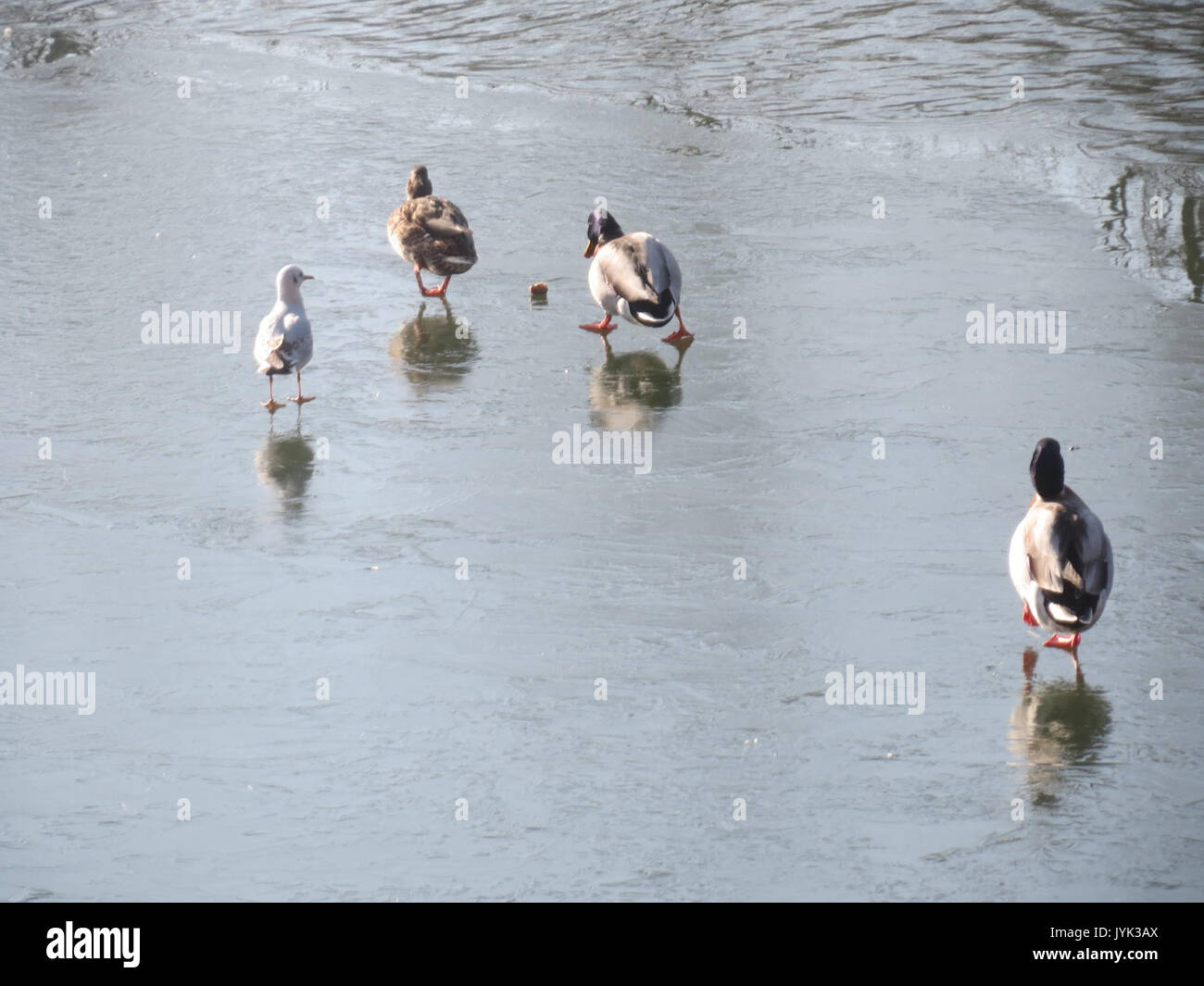 Bird waterfowl reproduction common hi-res stock photography and images ...