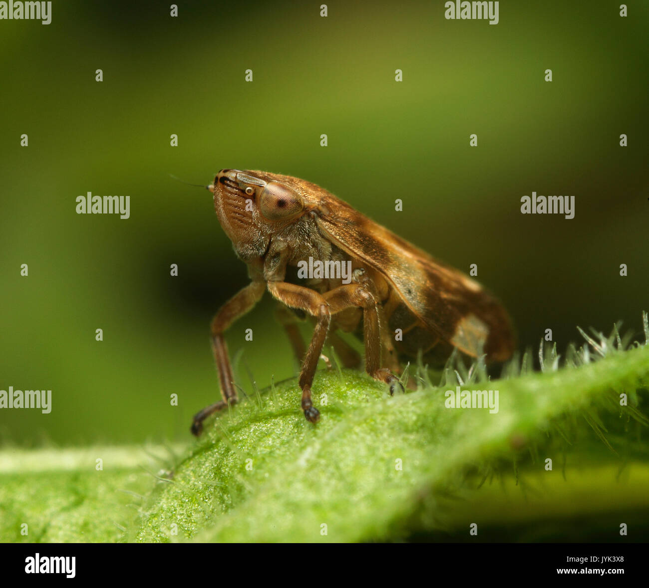 Zoo ology hi-res stock photography and images - Alamy