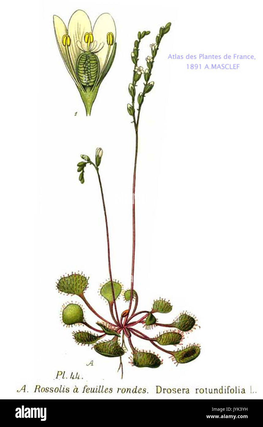 Drosera drawing hi-res stock photography and images - Alamy