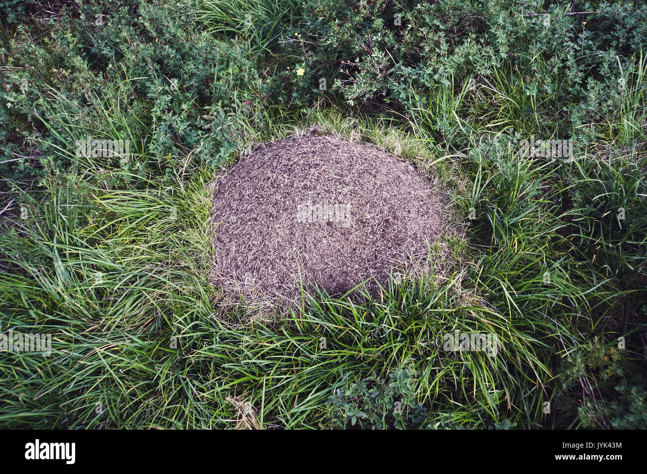 anthill in the forest closeup in the green grass Stock Photo - Alamy