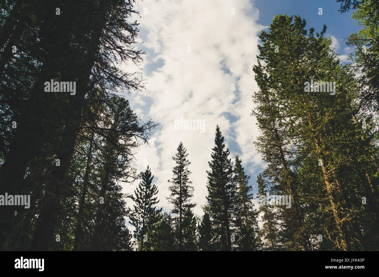 Vertical perspective within a dense forest of pine trees. bottom view ...