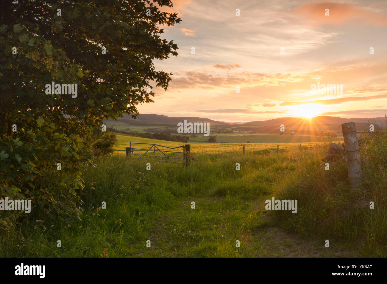 Pitfichie forest hi-res stock photography and images - Alamy