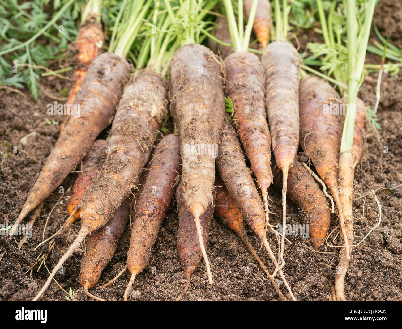 Carrot harvest hi-res stock photography and images - Alamy