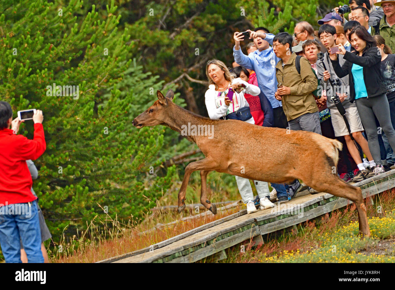 Cow Jumping High Resolution Stock Photography and Images - Alamy