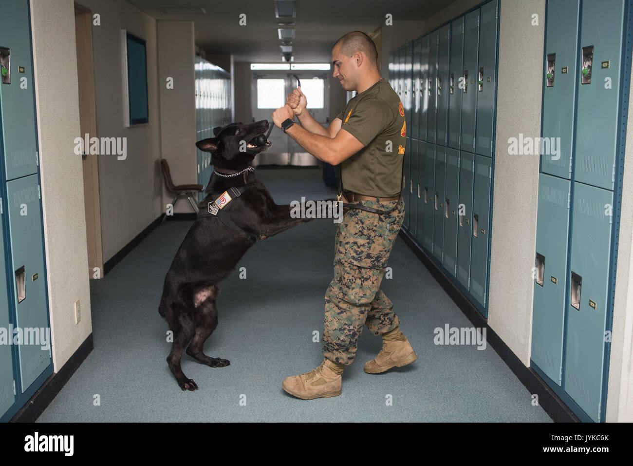 U.S Marines with Provost Marshal’s Office, K-9 unit, conduct training ...