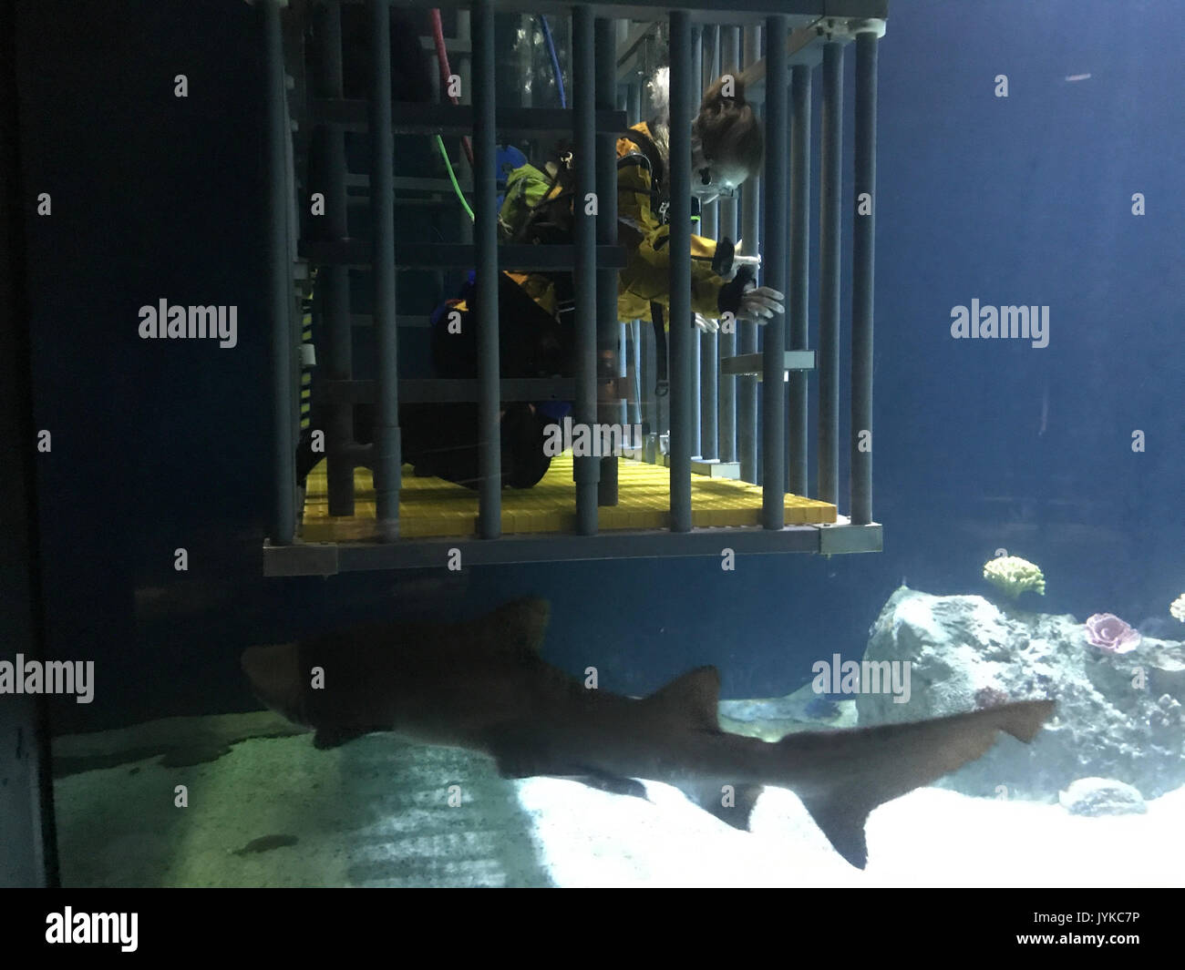 A shark swims under Sgt. 1st Class Erica Graham at Point Defiance Zoo ...