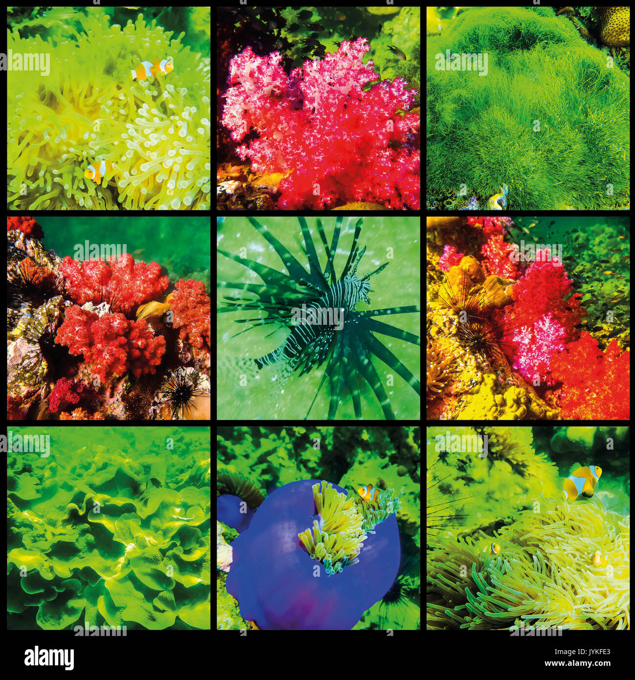 Animal aquatic collage hi-res stock photography and images - Alamy